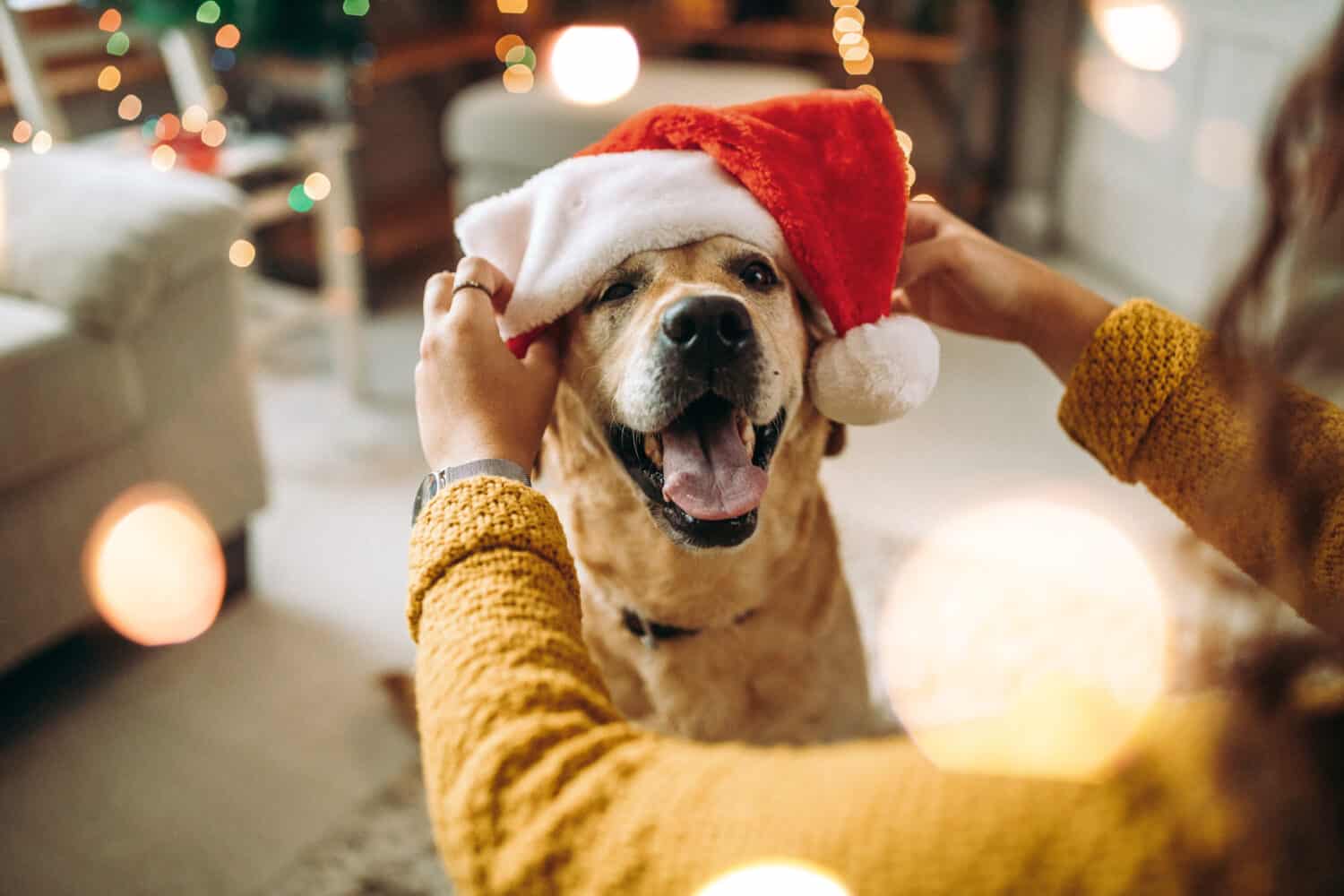 Ho, Ho, Oh! No! Holiday Pet Safety | Adobe Animal Hospital & Laser ...