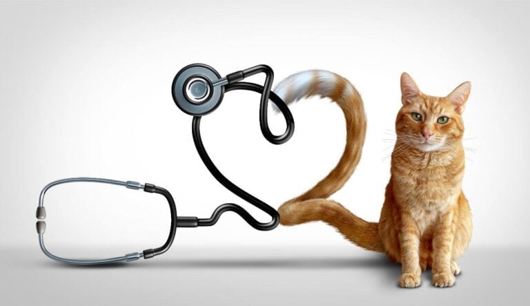 Show Your Pet Love: Heart Health Tips for Your Furry Friends | Adobe ...