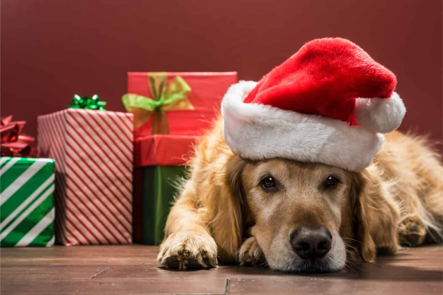 Holiday Pet Safety | Adobe Animal Hospital | Adobe Animal Hospital ...